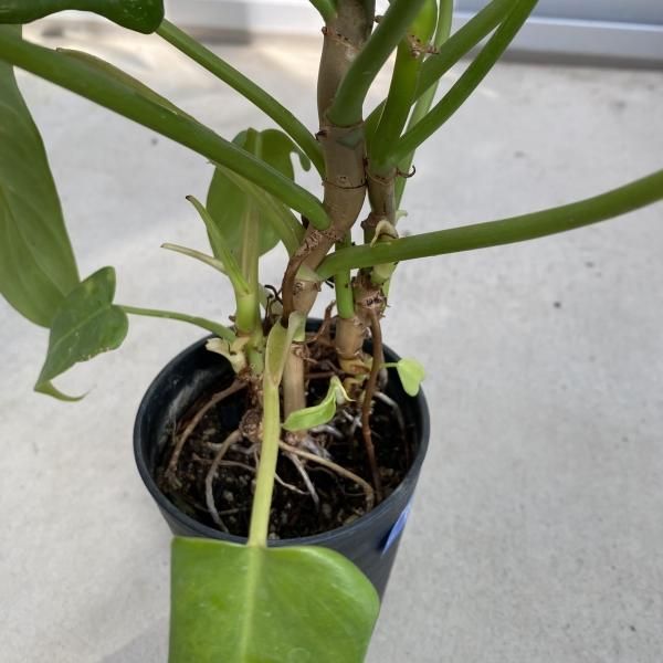 植物販売】兵庫県宝塚市㈱陽春園植物場ネット 植物販売】兵庫県宝塚市㈱陽春園植物場ネット