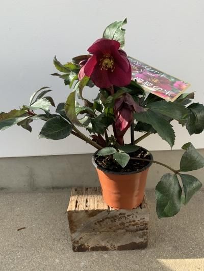 植物販売】兵庫県宝塚市?陽春園植物場ネット通販 クリスマスローズ 植物販売】兵庫県宝塚市?陽春園植物場ネット通販 クリスマスローズ