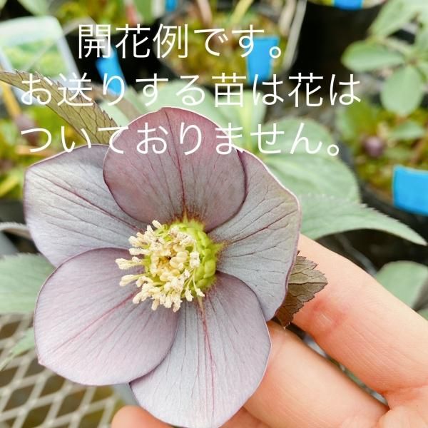 植物販売】兵庫県宝塚市?陽春園植物場ネット通販 クリスマスローズ 植物販売】兵庫県宝塚市?陽春園植物場ネット通販 クリスマスローズ