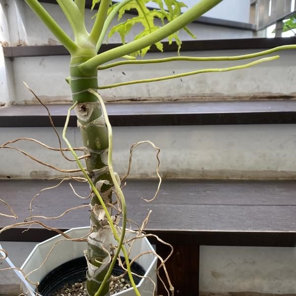 植物販売】兵庫県宝塚市㈱陽春園植物場ネット『フィロデンドロン 植物販売】兵庫県宝塚市㈱陽春園植物場ネット『フィロデンドロン