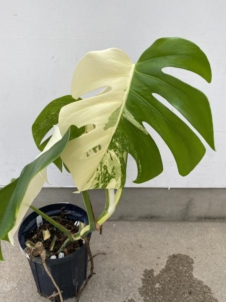 植物販売】兵庫県宝塚市㈱陽春園植物場 植物販売】兵庫県宝塚市㈱陽春園植物場