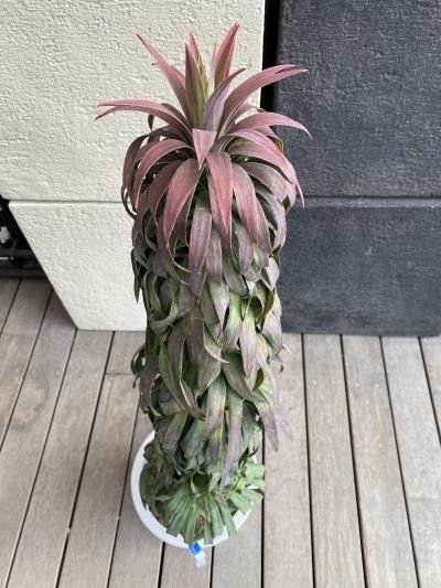 植物販売】兵庫県宝塚市㈱陽春園植物場ネット ユッカ 植物販売】兵庫県宝塚市㈱陽春園植物場ネット ユッカ
