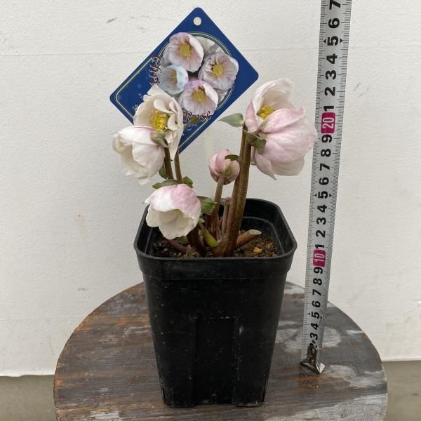植物販売】兵庫県宝塚市?陽春園植物場ネット通販 クリスマスローズ 植物販売】兵庫県宝塚市?陽春園植物場ネット通販 クリスマスローズ