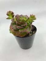 アロエ・サボテン・多肉植物 - 陽春園ネット通販 アロエ・サボテン・多肉植物 - 陽春園ネット通販