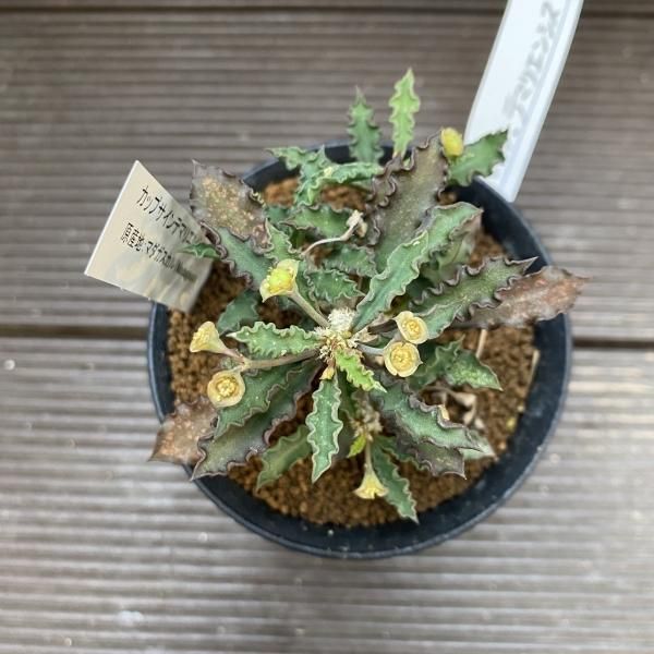 植物販売】兵庫県宝塚市㈱陽春園植物場ネット通販 ユーフォルビア 植物販売】兵庫県宝塚市㈱陽春園植物場ネット通販 ユーフォルビア