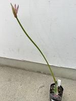 ネリネ(ダイヤモンドリリー) | 横山園芸 - 株式会社陽春園植物 ネリネ(ダイヤモンドリリー) | 横山園芸 - 株式会社陽春園植物